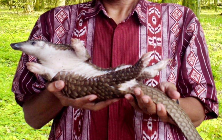 TRENGGILING (Manis javanica) Mamalia Ompong - ARTIKEL LHK