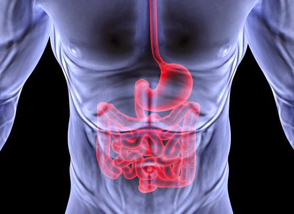 Anatomía | Los Intestinos, ¿para qué sirven? | Medicusmeo