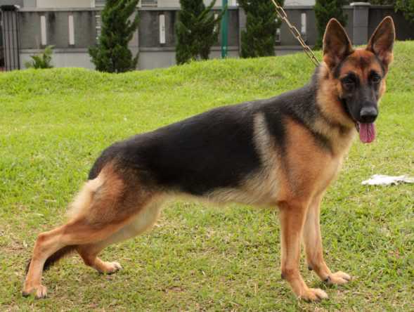 Anjingku Sehat: Anjing Herder atau German Sheperd Dogs