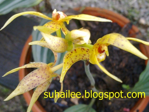 orkid liar : orkid liar / hutan dan kacukan