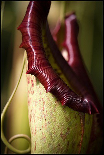 My Life with Functional Neurological Disorder: Edwin Leaves