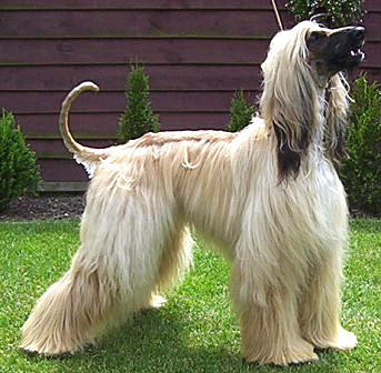 Pieskie Storys: Chart afgański