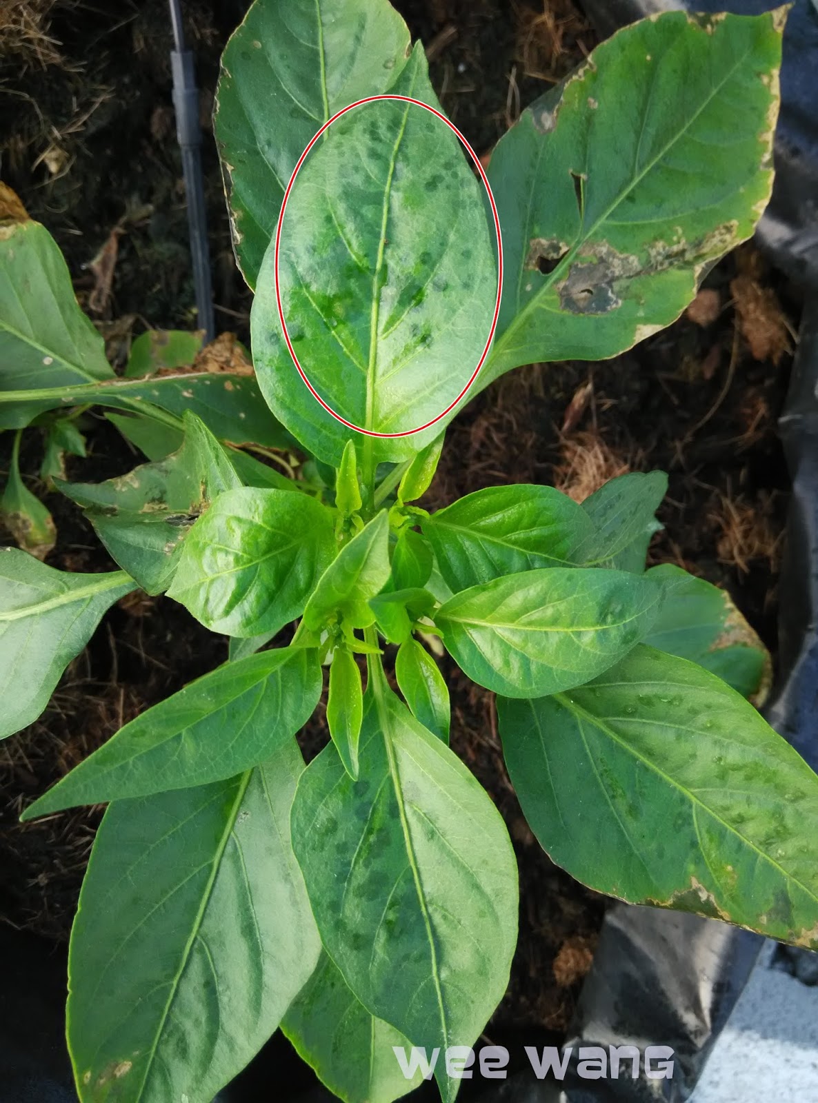 M-Crop: BACTERIAL SOFT ROT (Xanthomonas campestris pv. vesicatoria) ON ...