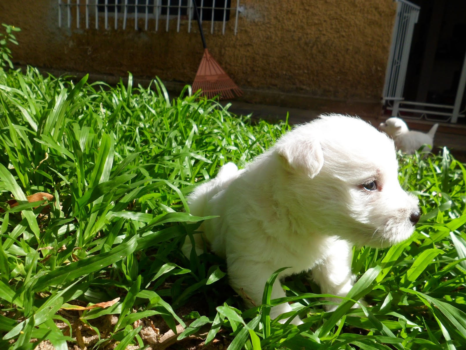 Canil Jardim América - Especializado na Raça West Highland White ...