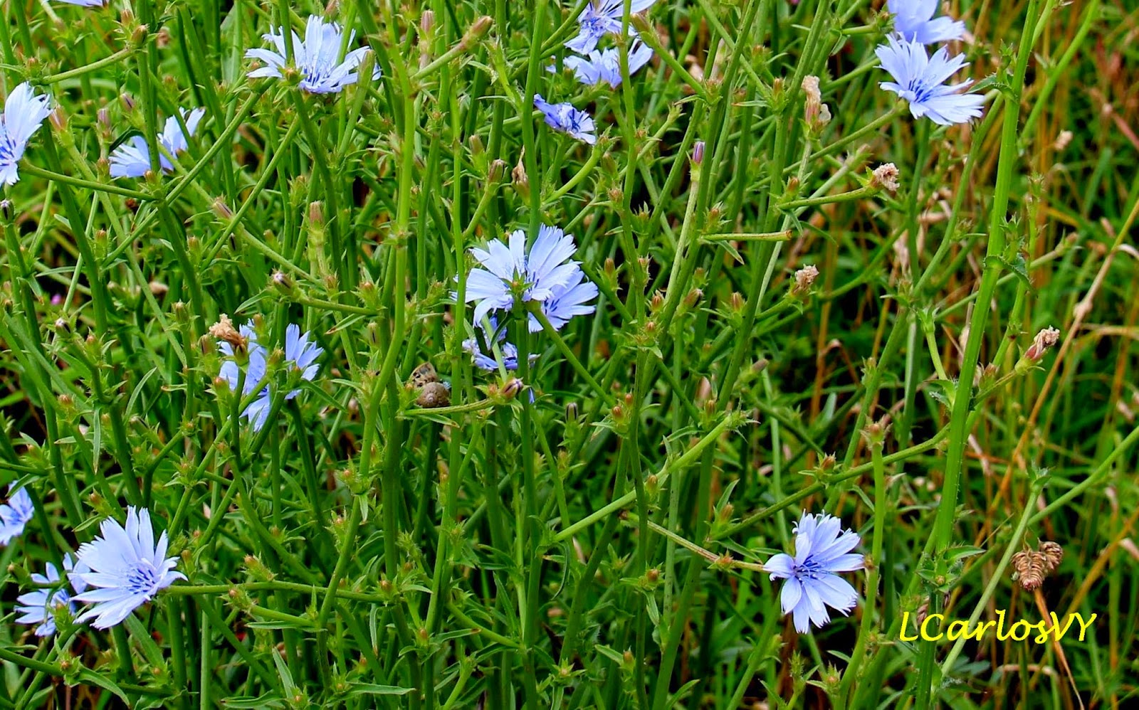 Plantas silvestres de Asturias: Achicoria - Cichorium intybus
