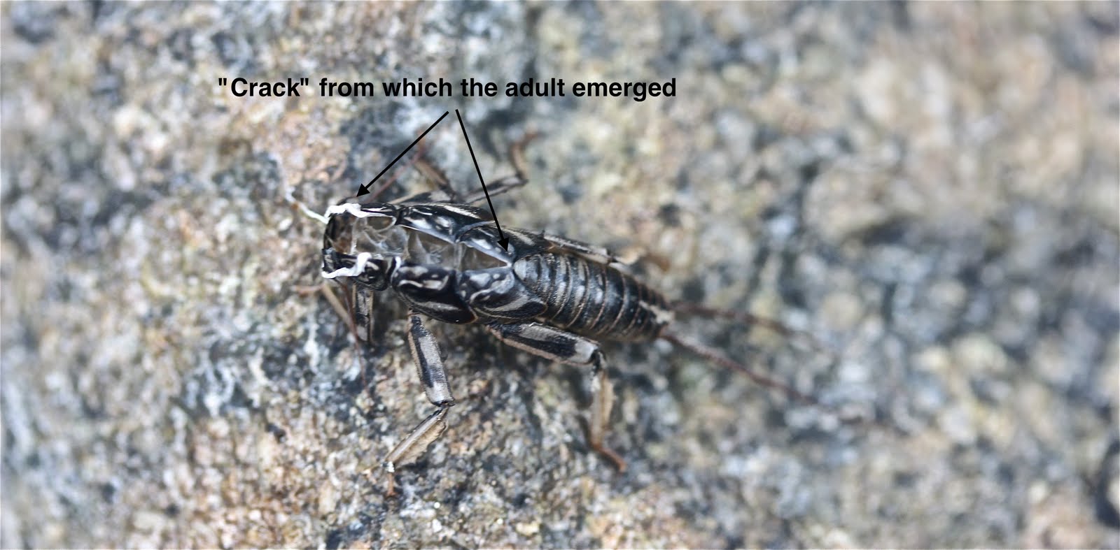 Aquatic Insects of Central Virginia: The "Golden Stone" Hatch in the ...