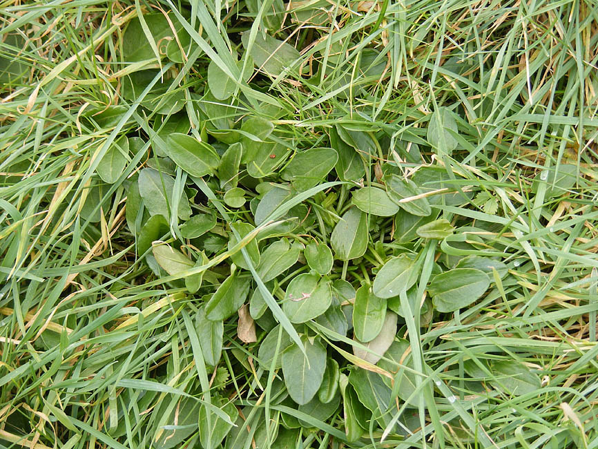 Days on the Claise: Wild Sorrel
