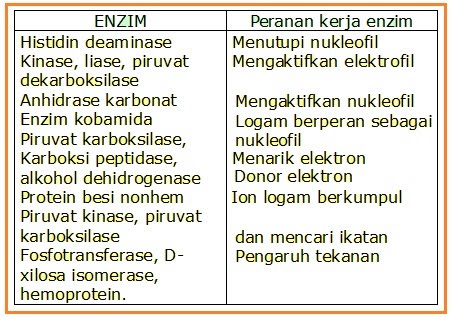 BIOLOGI GONZAGA: ENZIMOLOGI