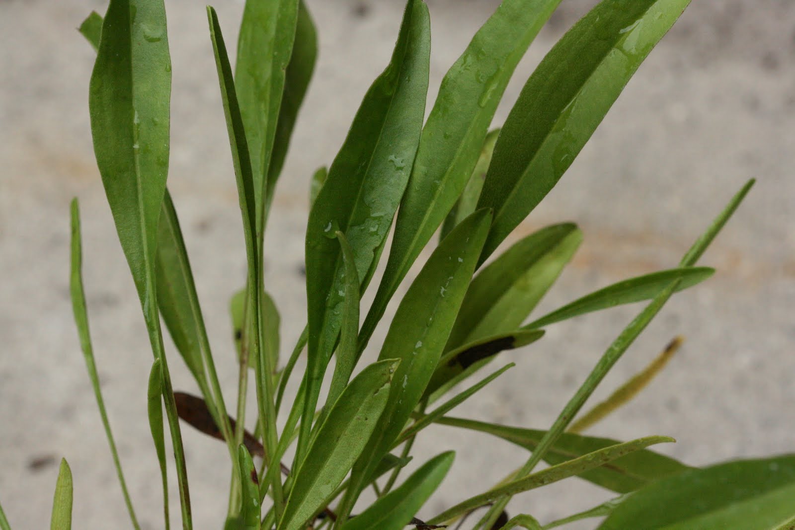 Native Florida Wildflowers: Solidago stricta - Wand Goldenrod