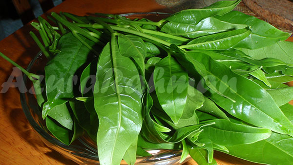 a.z.u.r.a.r.a.h.m.a.n: Pernah dengar tak... Ulam Tenggek Burung?..