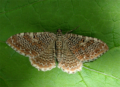 Central Pennsylvania Forestry: Cherry Scallop Moth in Allegheny ...