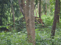 Shimoga - Secret Honeymoon Place ~ India Tourist Destinations