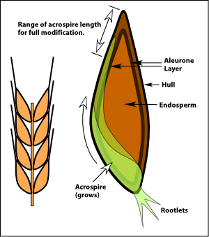 The Drunk Alchemist: Preparing the Malt