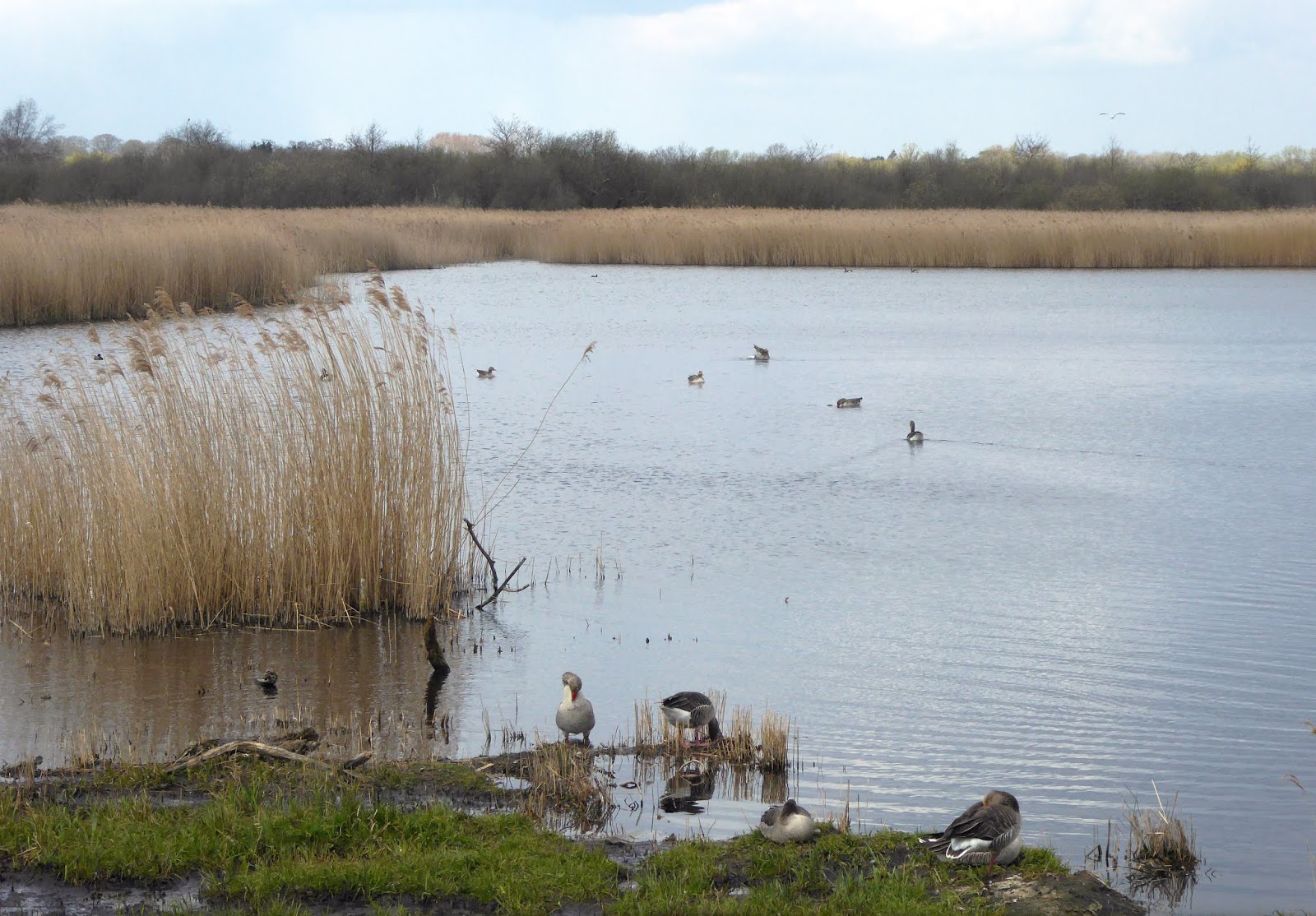 Wild and Wonderful: The Yare Valley