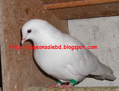 কেনাকাটা কবুতর বাজার ও বিক্রয় প্রদর্শনী