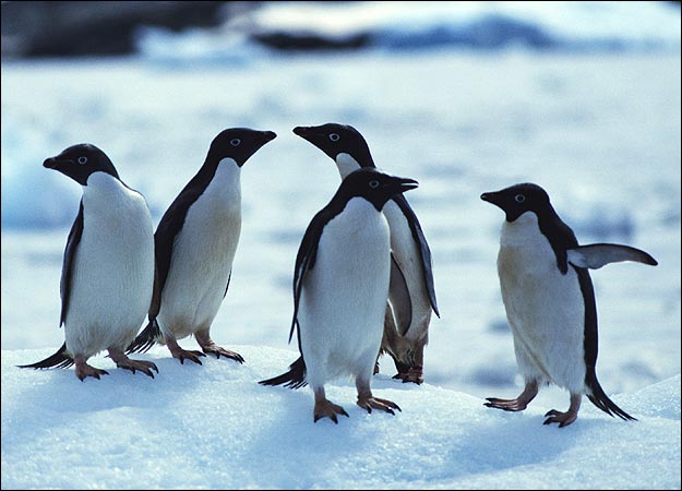 The Eagle Blue Chronicles: Penguins