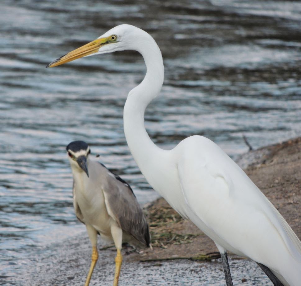 H-Town-West Photo Blog: Beautiful Birds on Buffalo Bayou