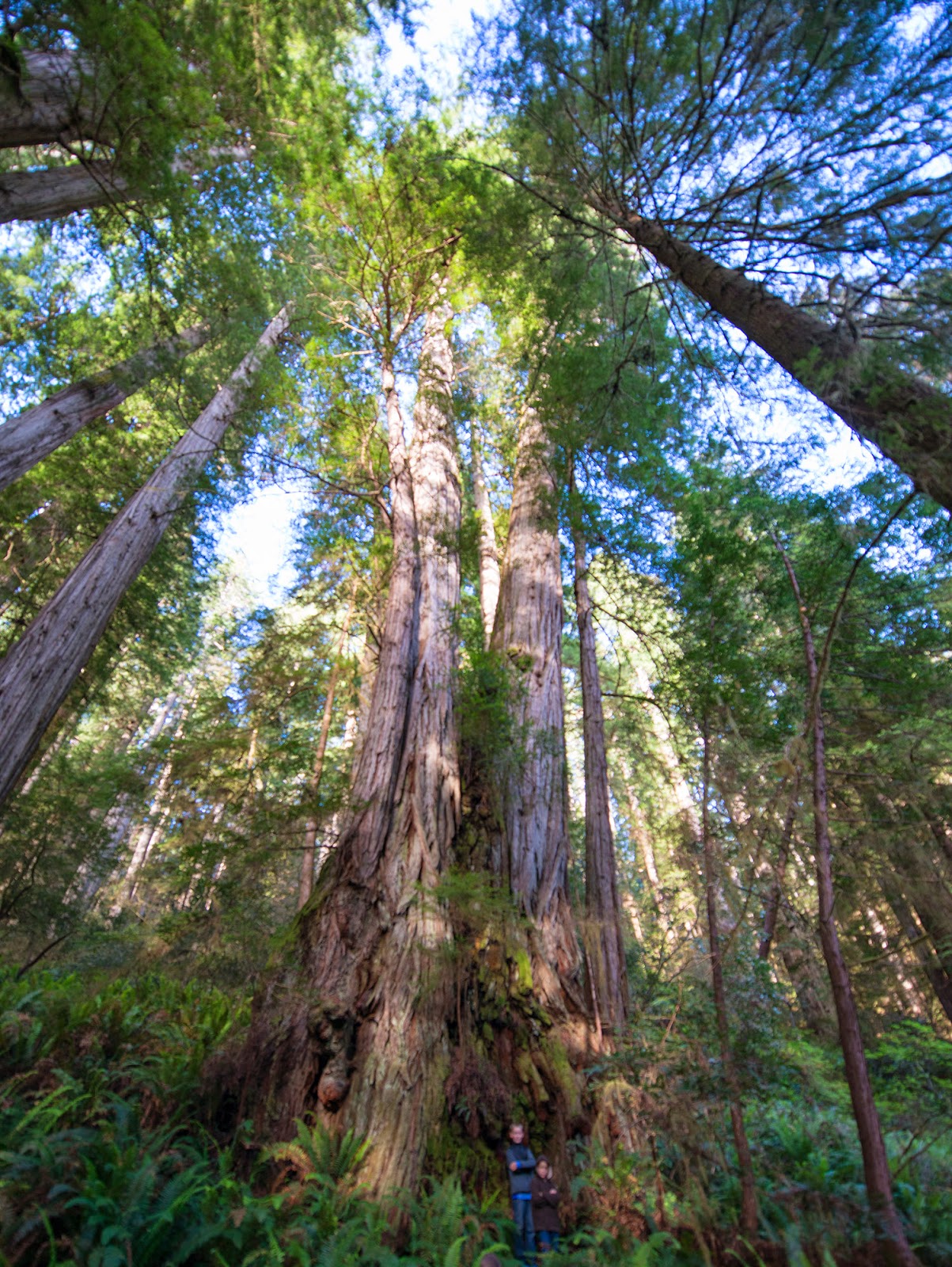 Del Norte Titan Tree
