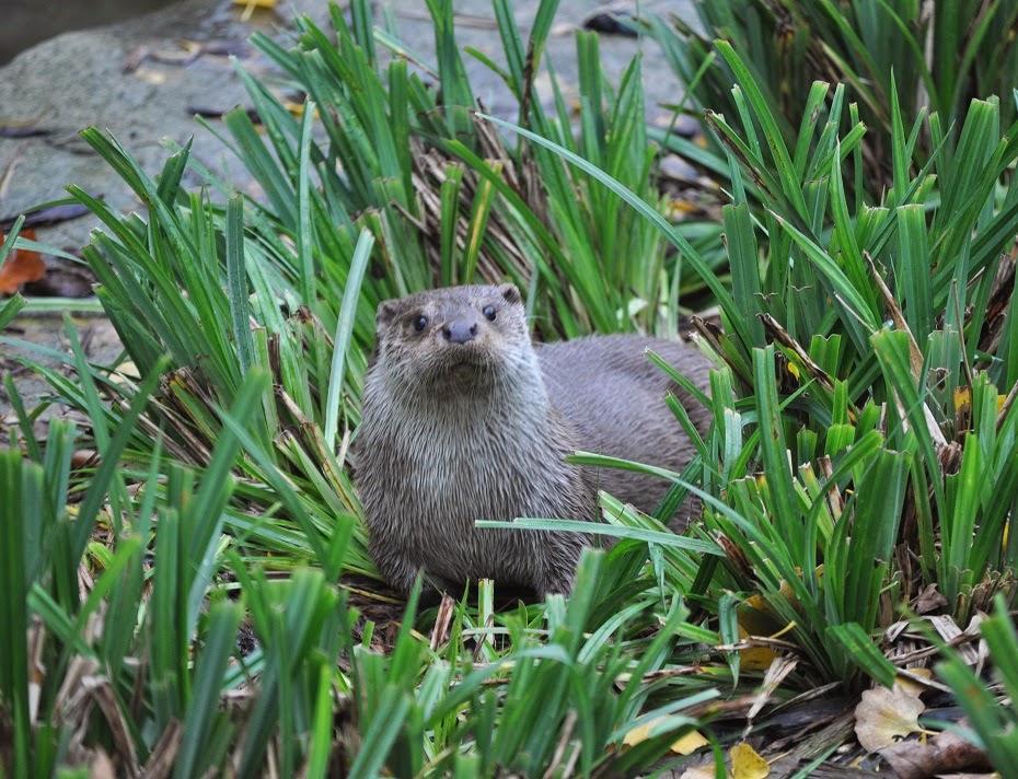 ZOOTOGRAFIANDO (6.100 ANIMALS): NUTRIA EUROPEA / EURASIAN OTTER (Lutra ...