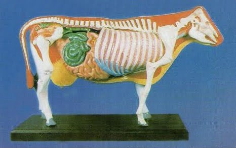 Alat Peraga - BMP: Alat Peraga Anatomi Tubuh Sapi