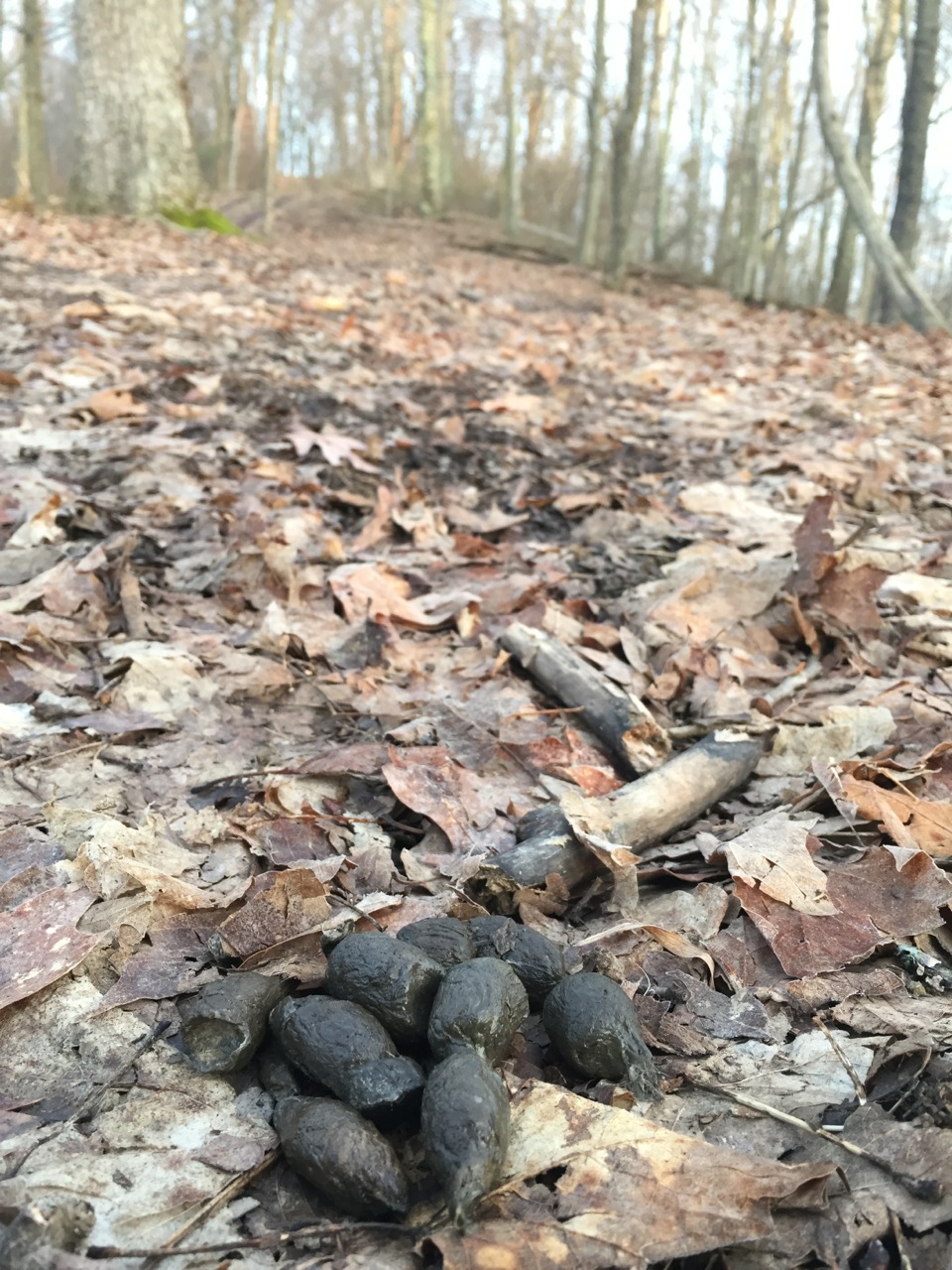 Julie Zickefoose on Blogspot: Animal Tracking School