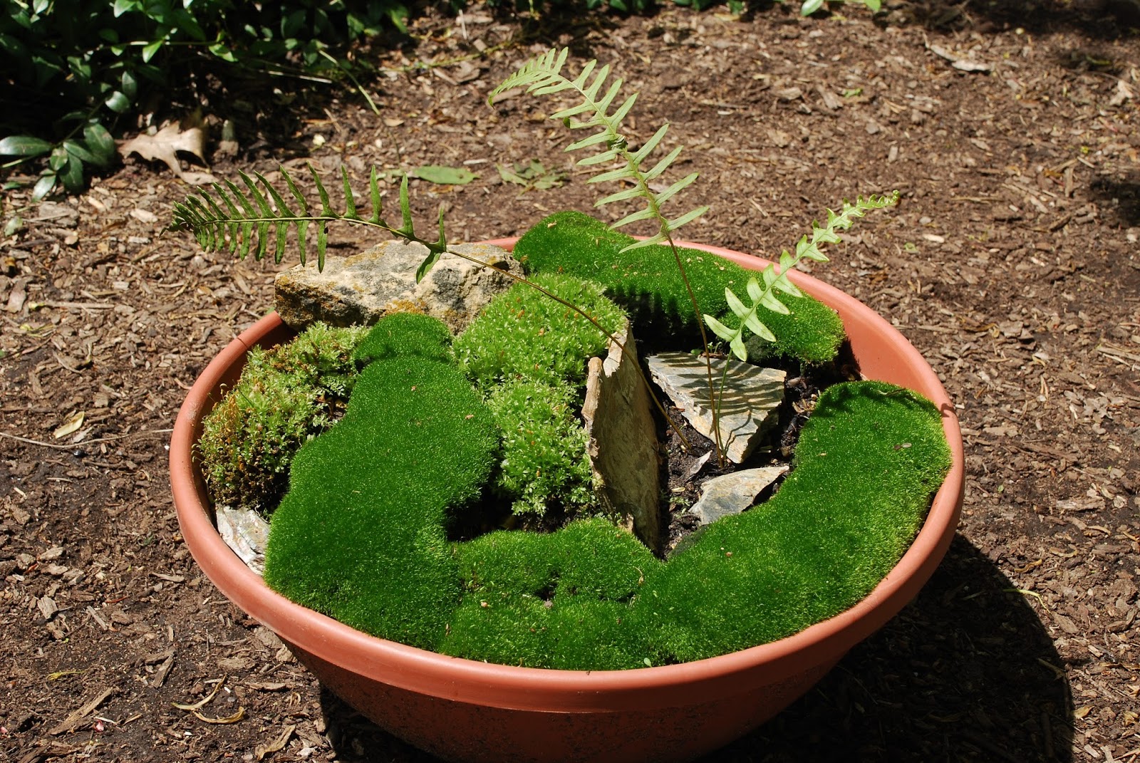 Rotary Botanical Gardens - Hort Blog: Mosses In Containers