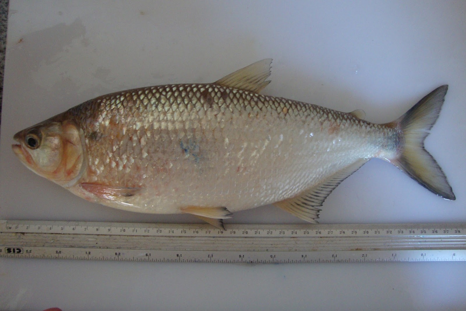 Projeto Piabanha: Use 10 minutos do seu dia e entenda como empregamos a ...