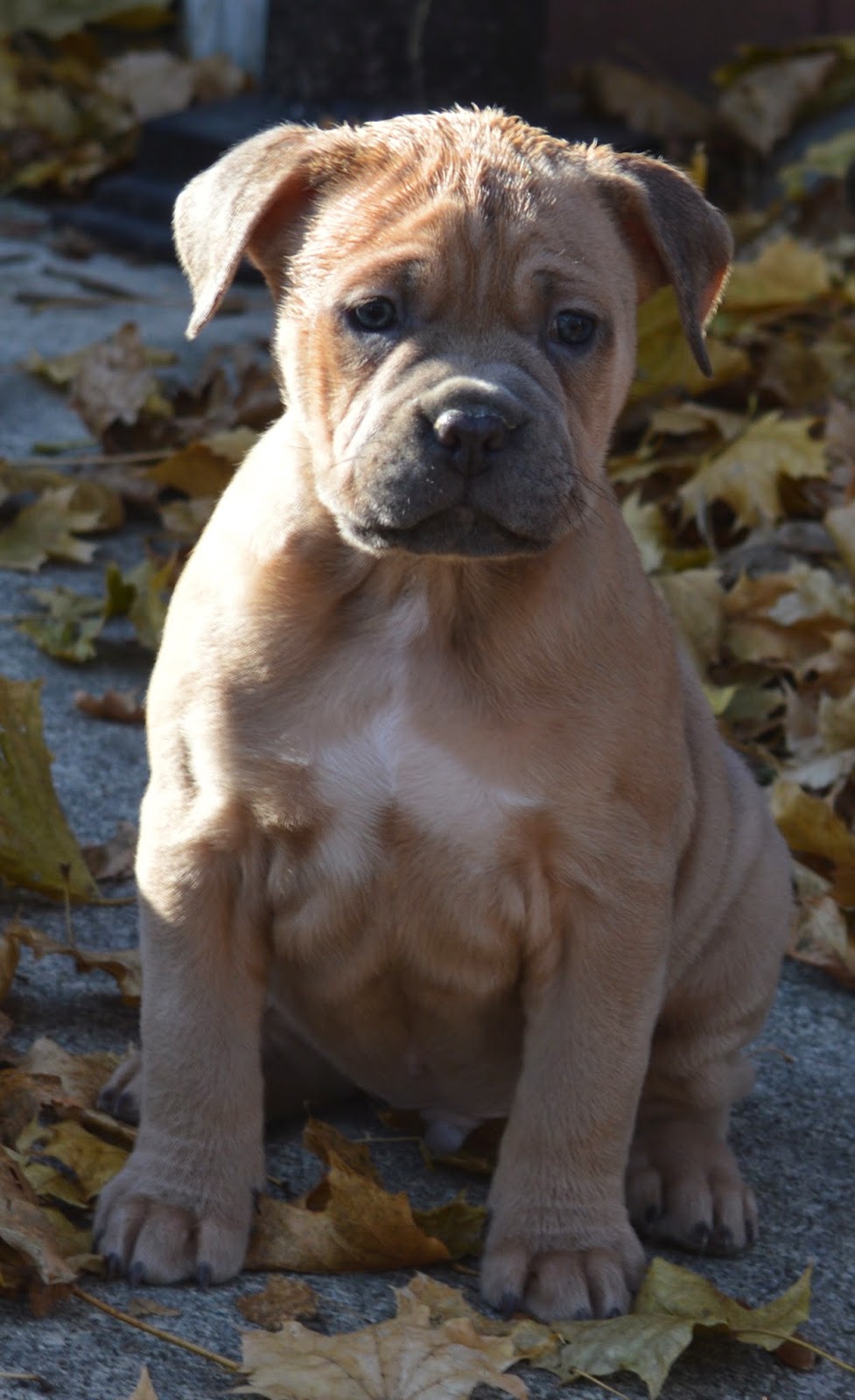 C.C. Platinum Cane Corso.: Ccplatinums Lady gaga and blue stone mac ...