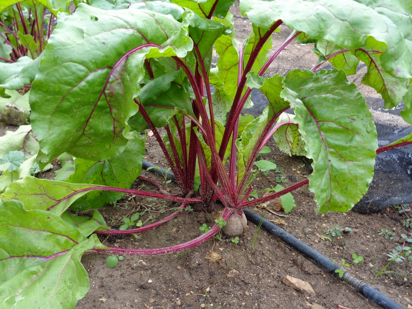 COMEMOS PARA VIVIR: SOPA DE REMOLACHA