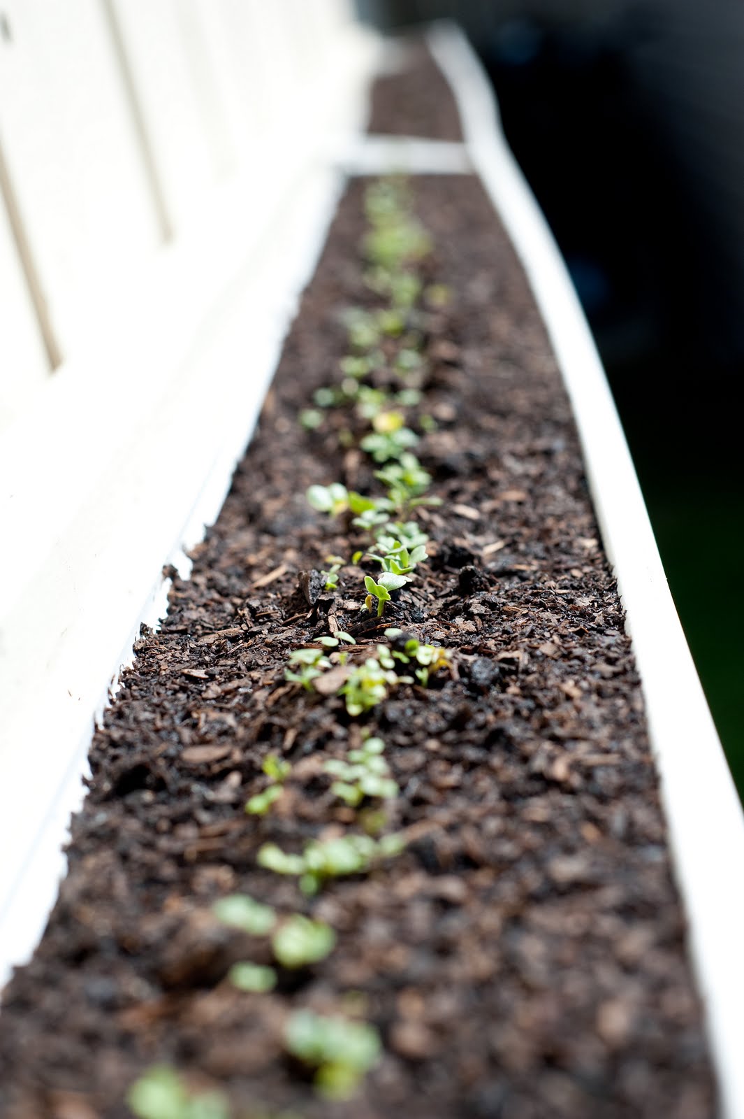 Candra Tinis Photography: Gutter Garden Tutorial