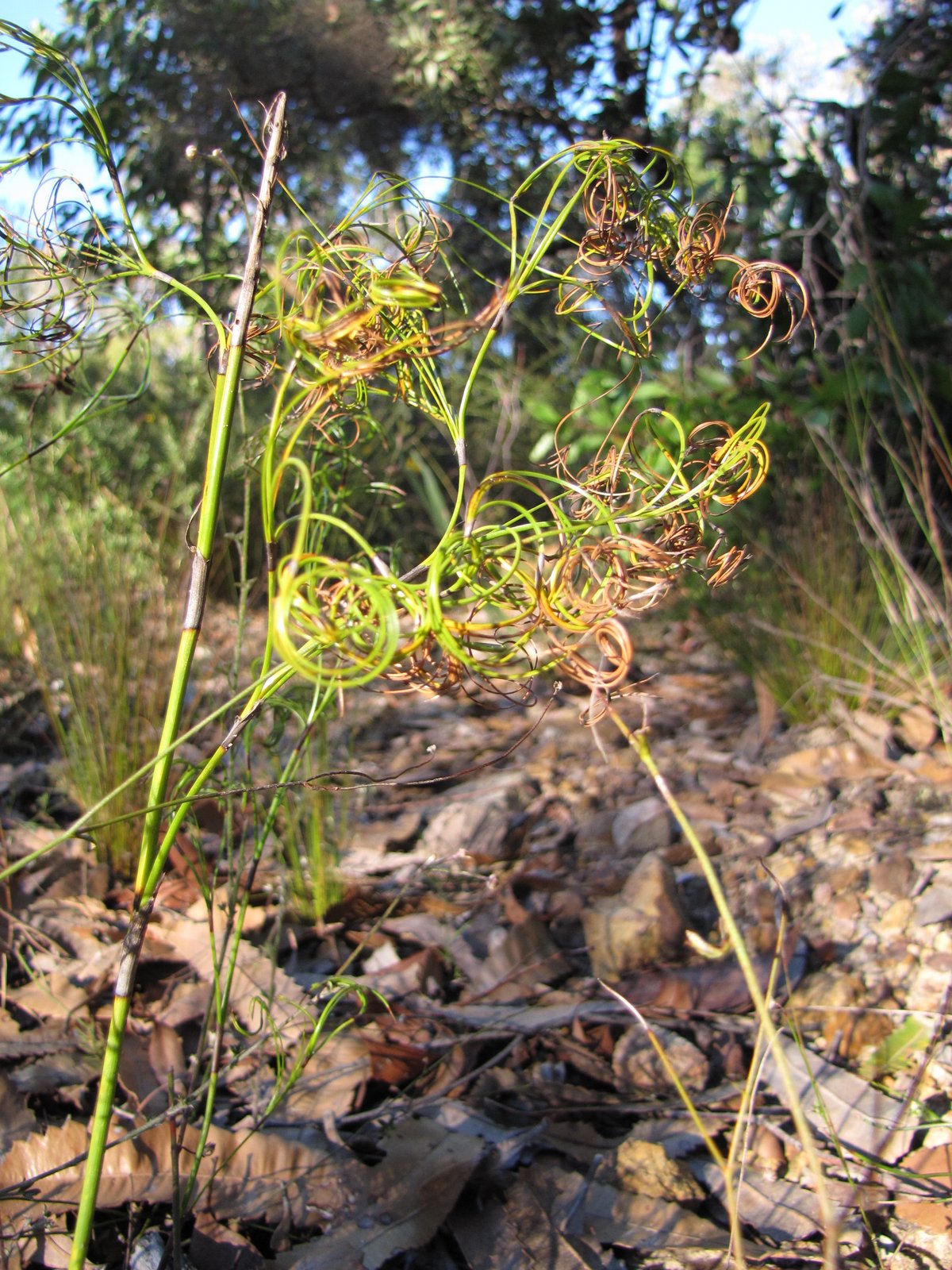 Sydney's Wildflowers and Native Plants: Caustis flexuosa - Curly Sedge ...