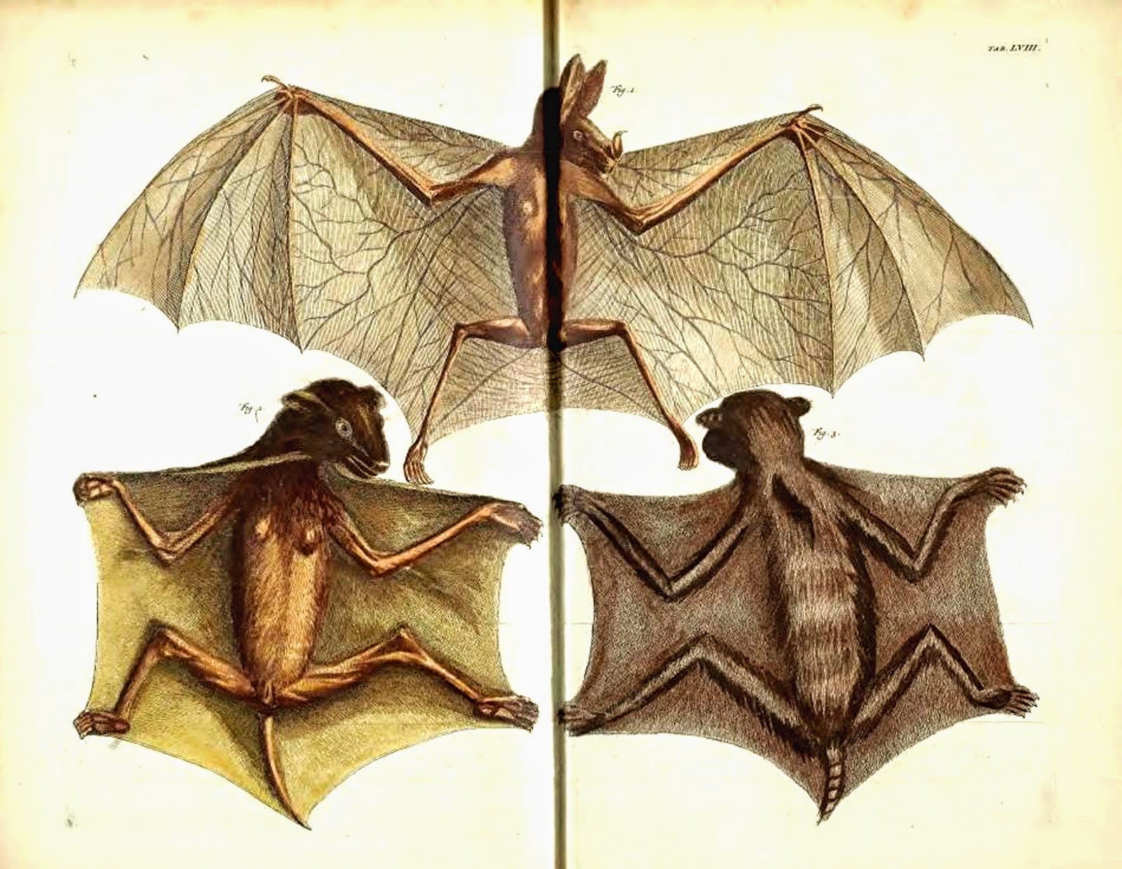 ShukerNature: WHEN FLYING CATS WERE FLYING LEMURS