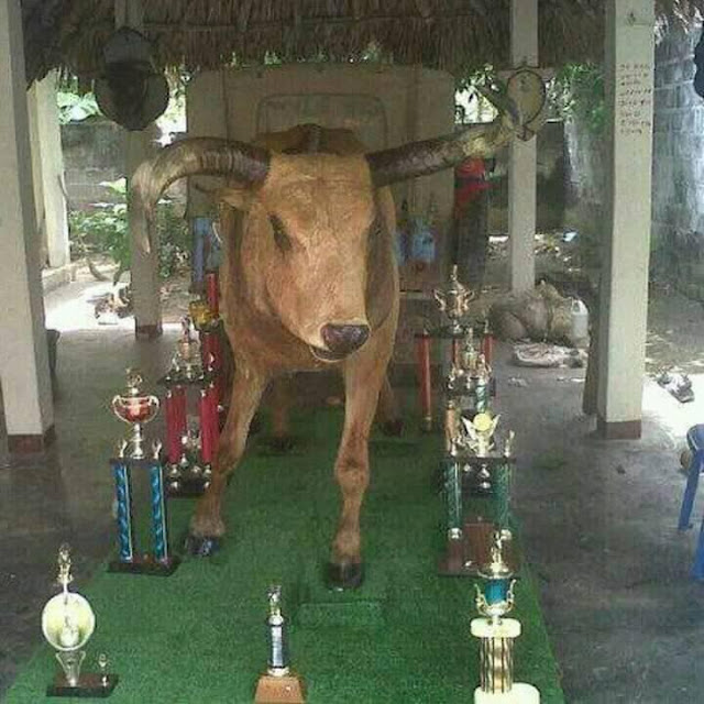 TOROS FAMOSOS, La historia completa de un grande "EL YACABÓ". Triste y ...