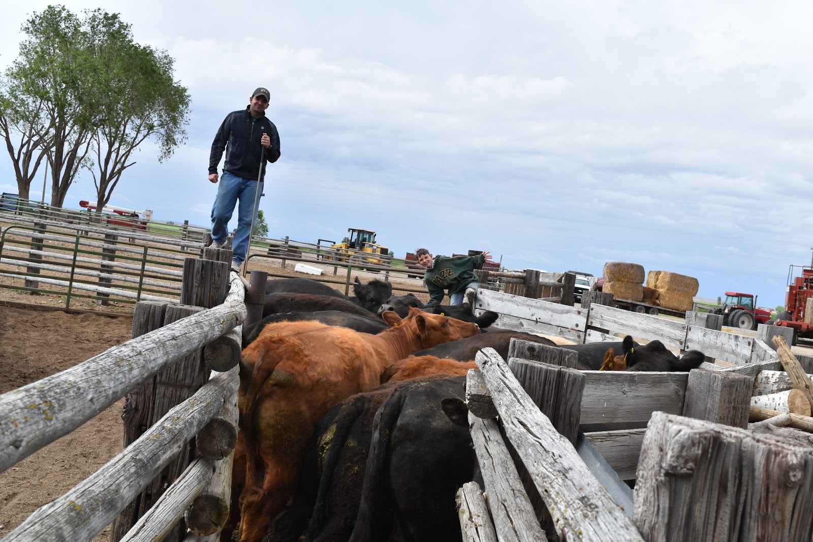 The Ward Crew (continued)............: Sorting Cows