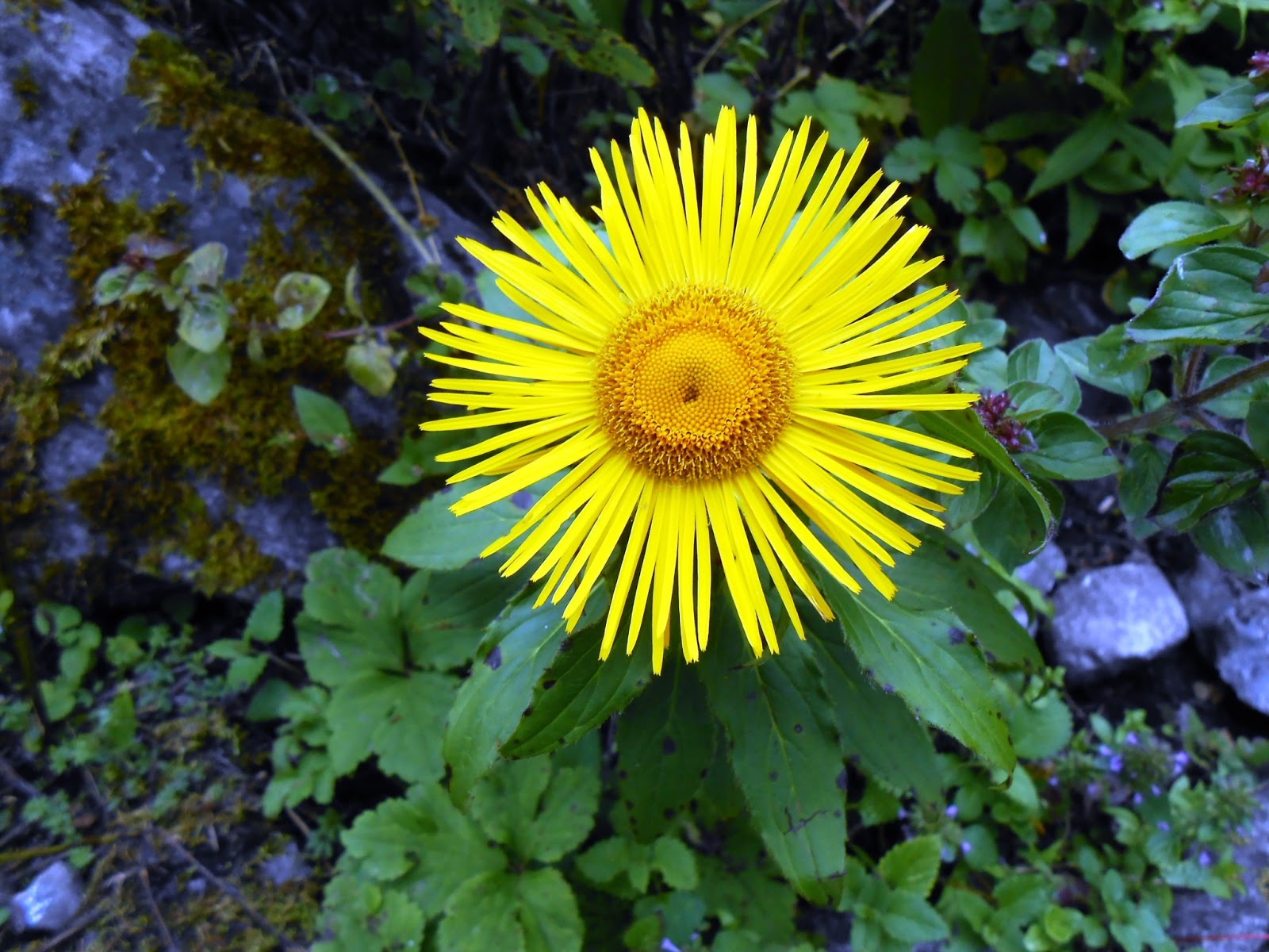 Valley of flower and Homkund trek. | The Institute of Exploration