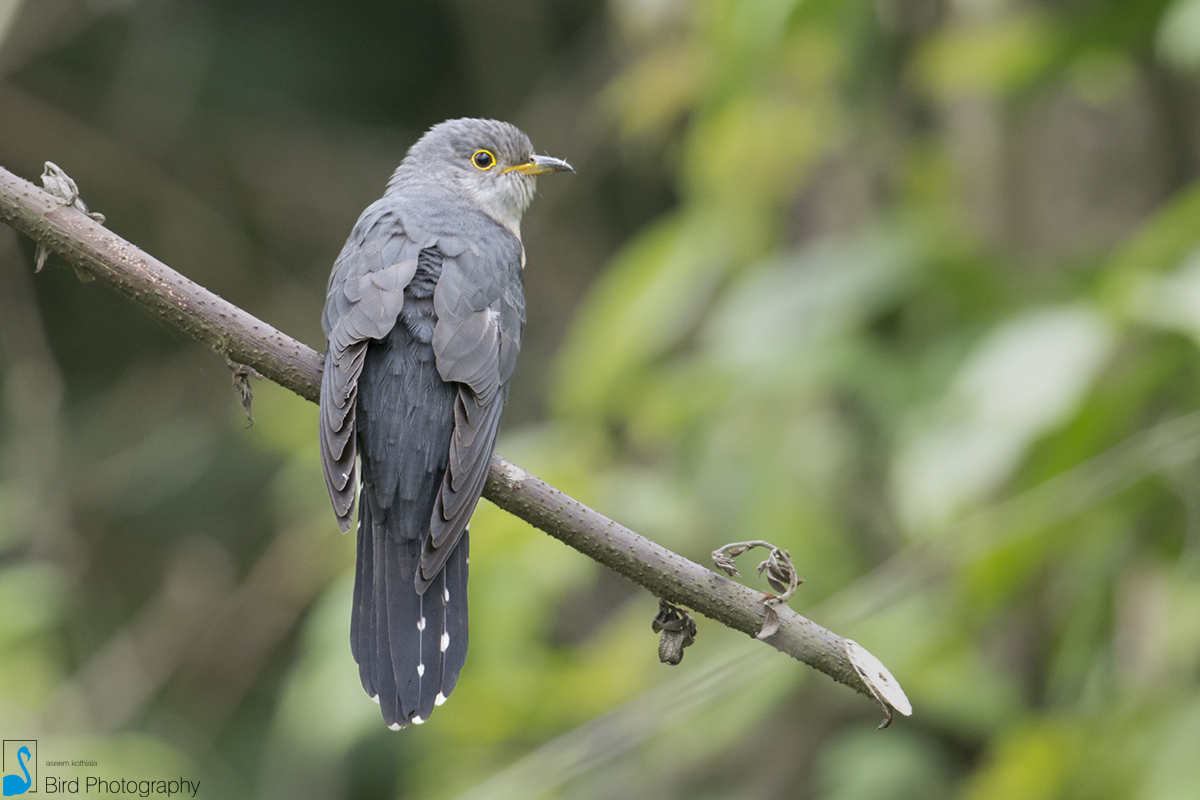 Birding in Arunachal Pradesh (East and West) ~ Happy's Click