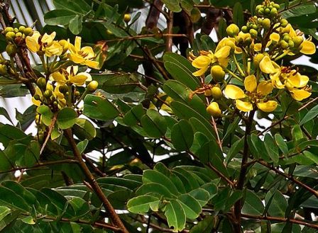 13 Khasiat Johar Untuk Kesehatan Dan Pengobatan | Khasiat