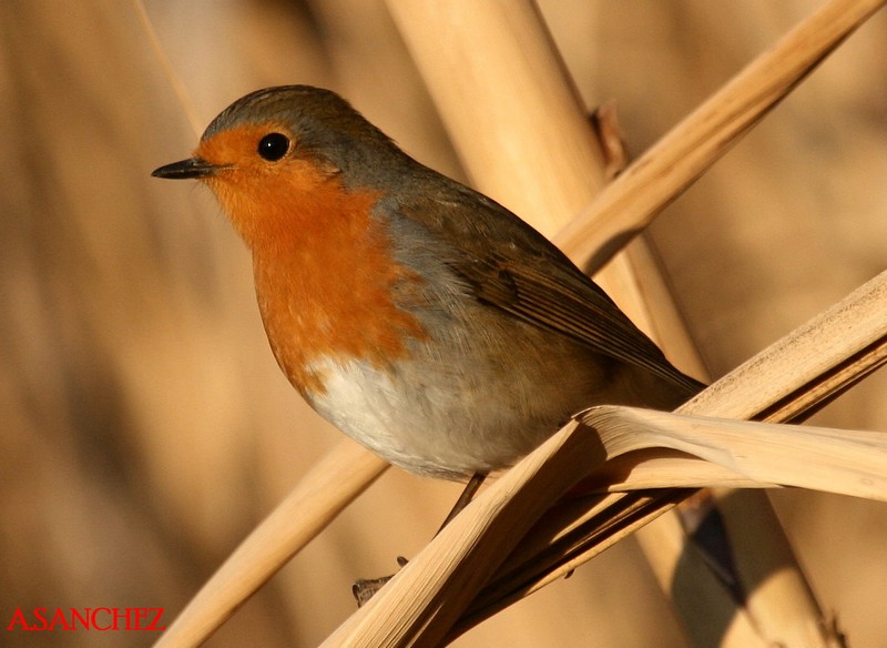 Aves de Aragón : Petirrojo