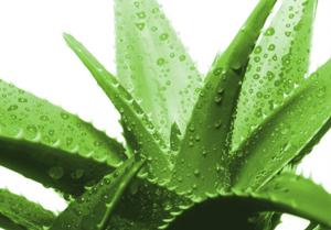 Warehousehealthy.blogspot.com: Benefits of aloe vera