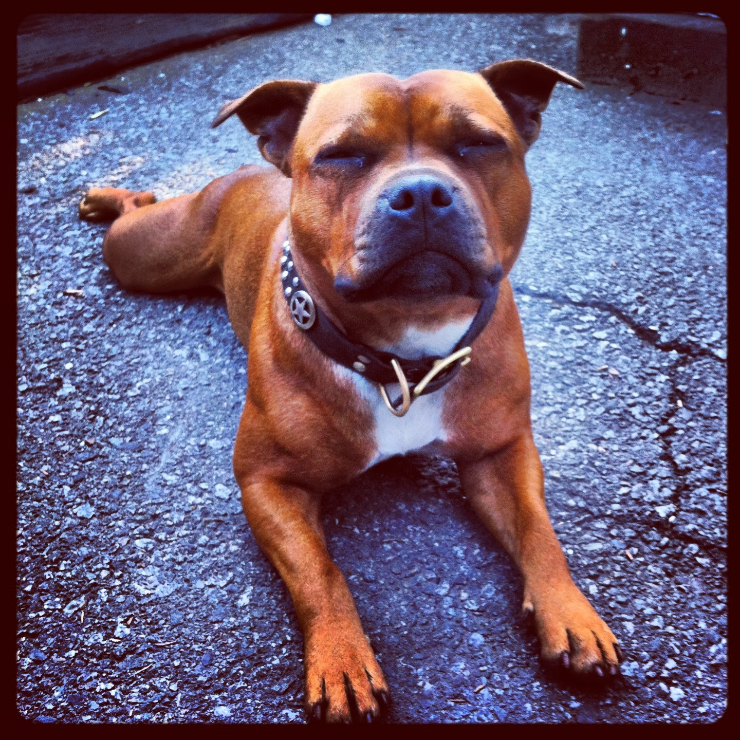 Tuff Love Kennels - Strathcona Staffy Bulls: Grandma Ruby