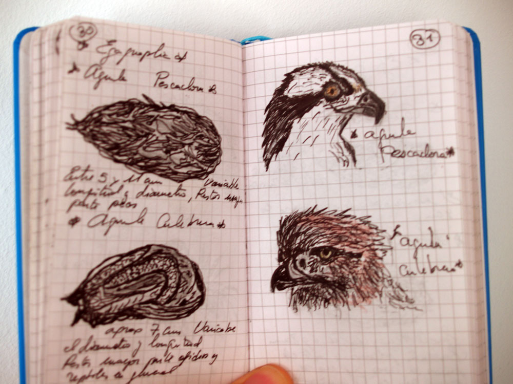 EL NATURALISTA: CUADERNO DE CAMPO UNA GUIA