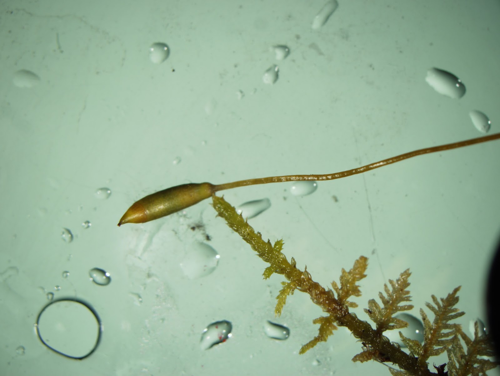 Non-vascular Plants: Specimen #10: Thuidium delicatulum