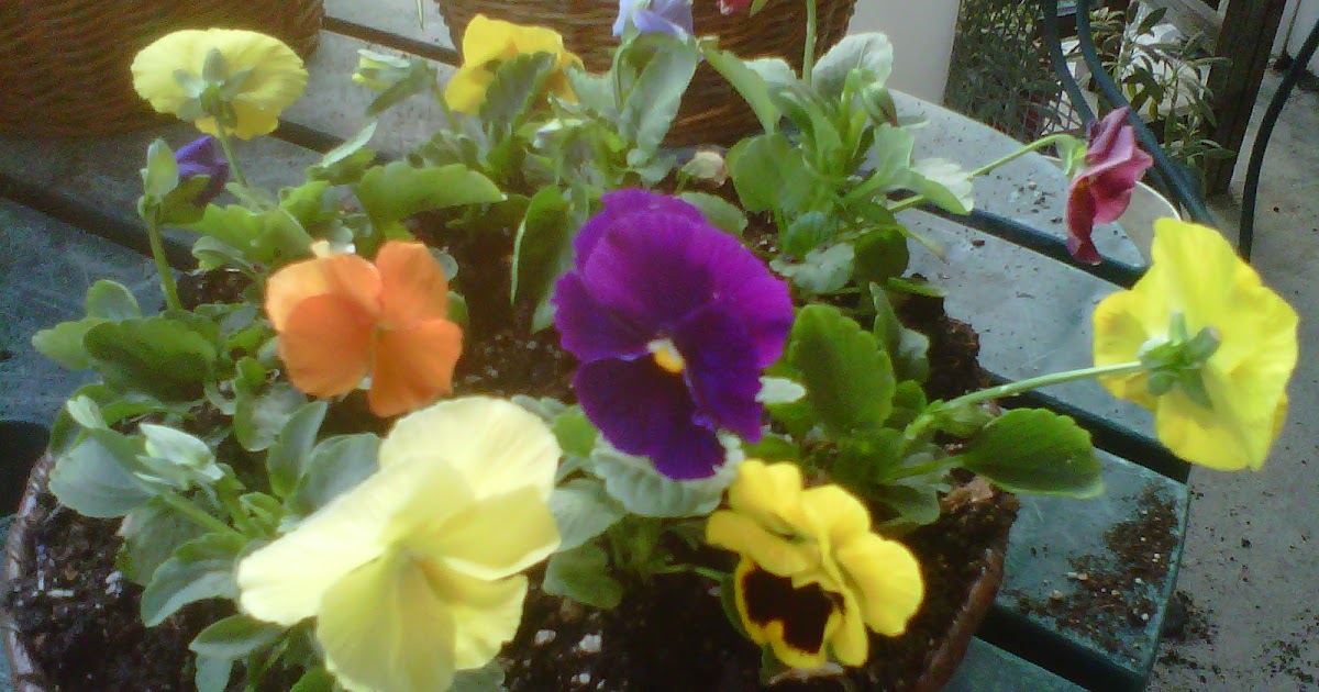 Backyard Patch Herbal Blog: Edible Flowers - Herbs of the Week