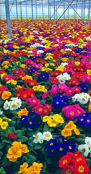 Jaglac (Primula) - predivno proljetno blago