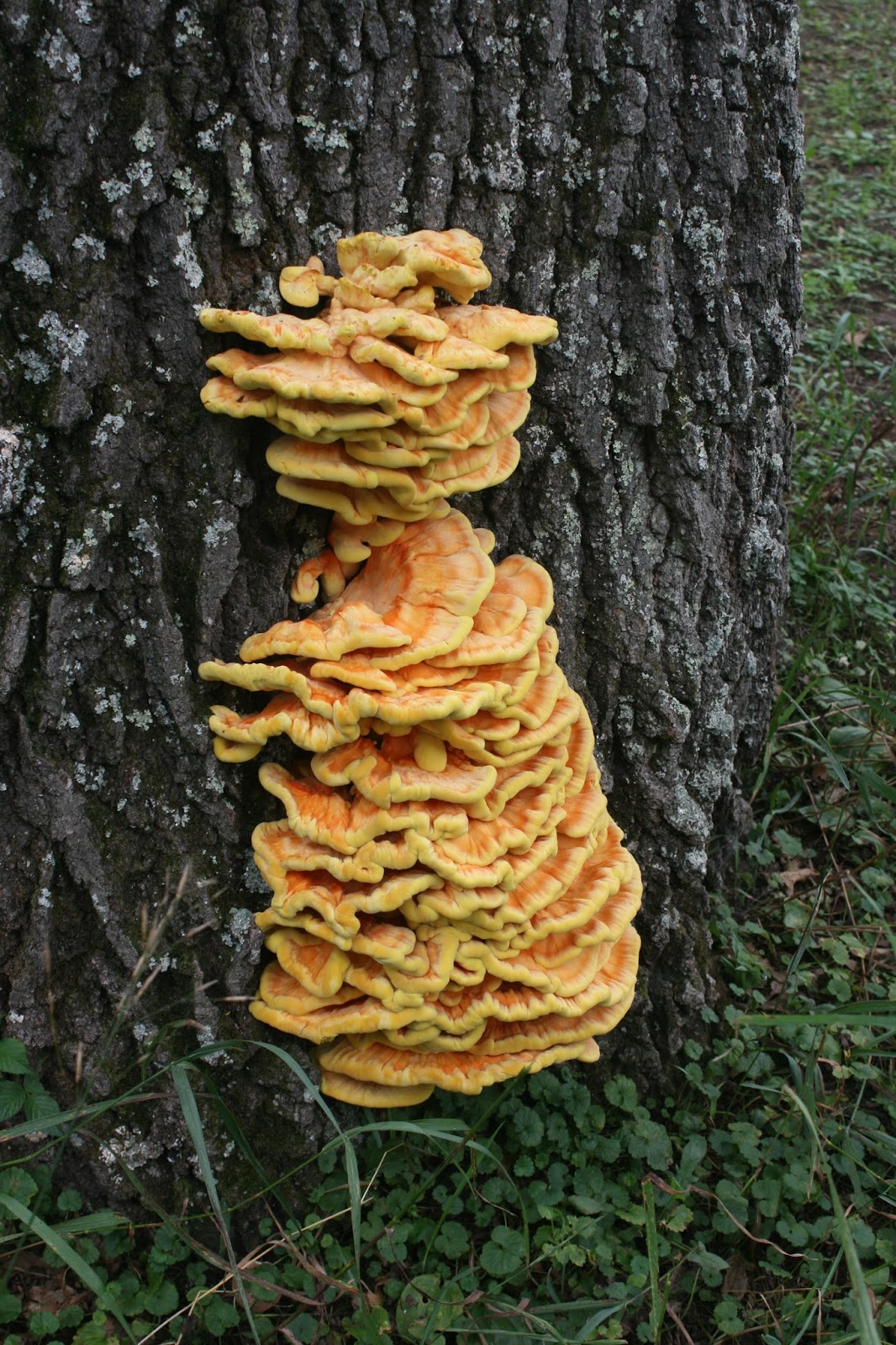 Mushrooming Together