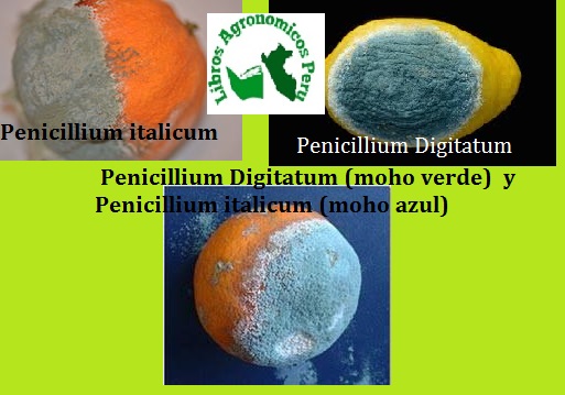 Conoce a Penicillium Digitatum (moho verde) y Penicillium italicum ...