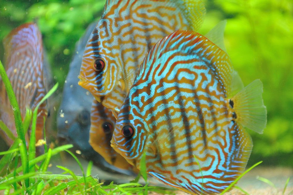 Element Wasser: Diskus-König des Süßwasseraquariums