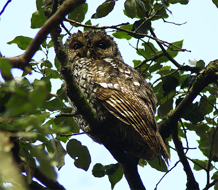 Los Cárabos han criado en mi pueblo