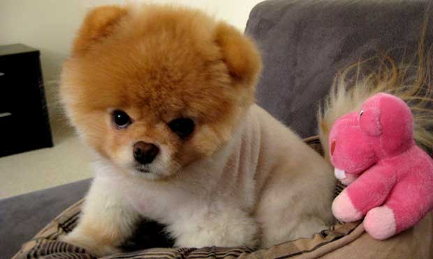 Segredo de Garota: Boo o cachorro mais lindo do mundo