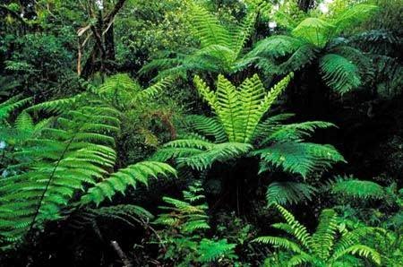 Descobrindo Bonito: Vegetação local